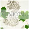 Charcoal Leaf Pictures - Kids Craft Room